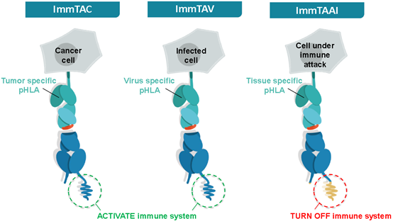 基于TCR研发多种癌症细胞疗法，Immunocore获1.3亿美元B轮融资-36氪