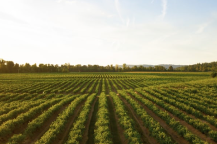 利用微生物改善作物产量，生物技术公司「Boost Biomes」获 500 万美元 A 轮融资-36氪