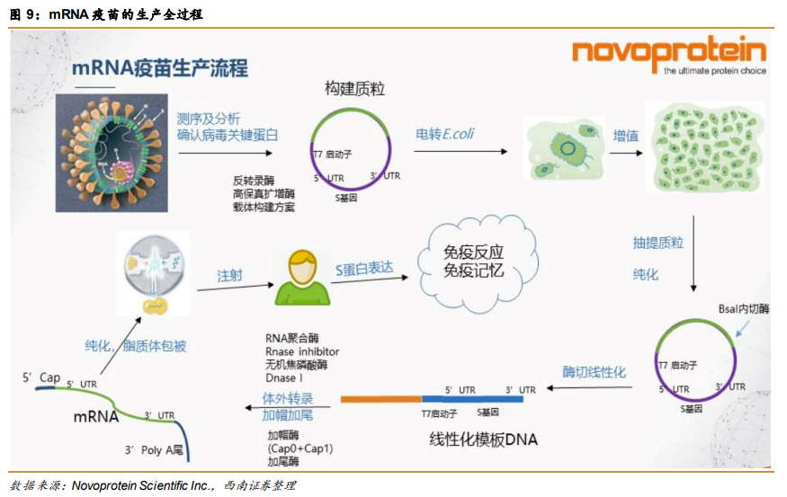 辉瑞、赛诺菲、GSK、AZ......全球TOP 药企正在向mRNA技术“大举进军-36氪