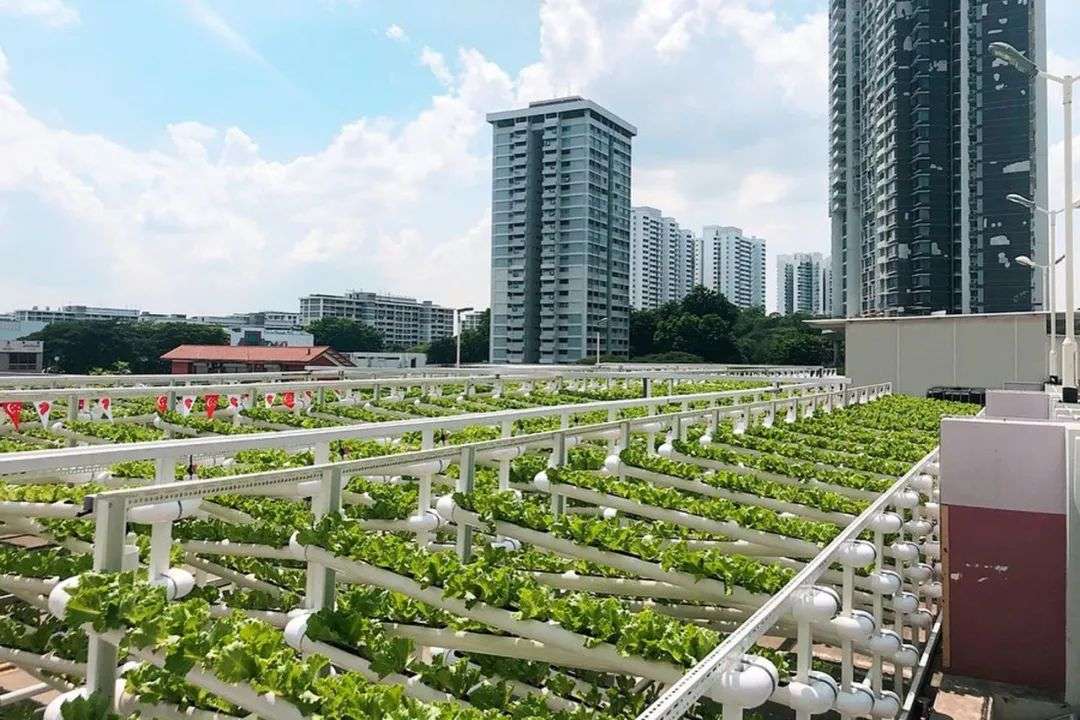 屋顶农场成新潮流：每户租1㎡种菜，果蔬不断-36氪