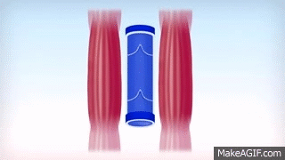 演化决定的唯一瘦小腿方法：让这两个部位一起活动-36氪