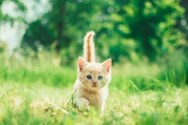 1亿猫猫狗狗，引爆IPO-36氪