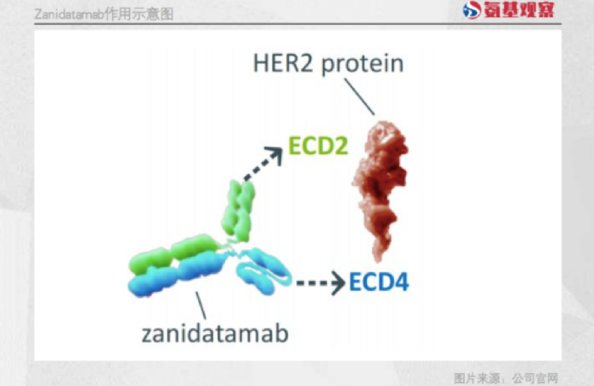 HER2 ADC风口来了，但又没来-36氪
