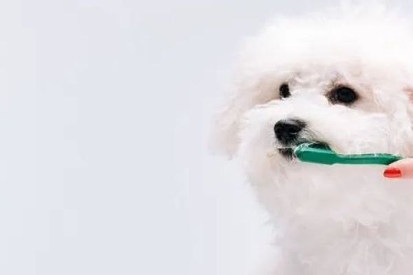 宠物智能硬件赛道火了，小米早已布局，李佳琦也来了-36氪