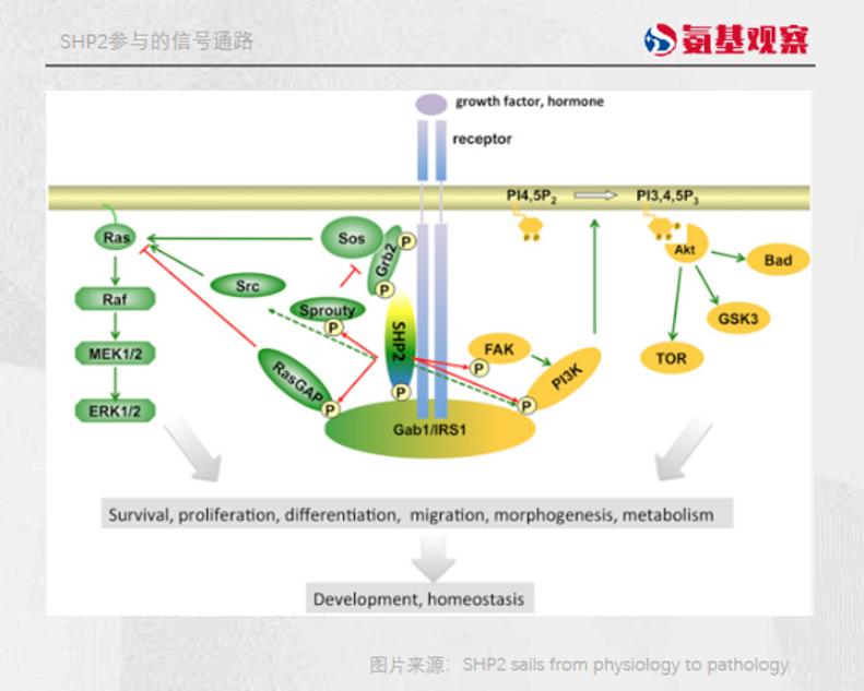 从众星捧月到大厂退货，明星靶点“SHP2”这一年-36氪
