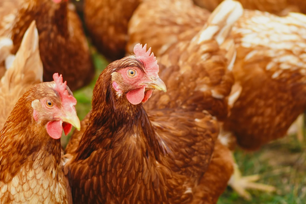 海外new things | 东南亚食品供应链系统「Secai Marche」A轮融资160万美元，实现“从农场到餐桌”的一站式管理-36氪