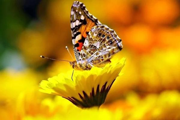 ChatGPT 中，G、P、T 分别是什么意思？-36氪