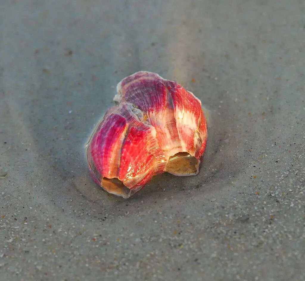 地狱海鲜、穷人龙虾，这东西居然也能吃？-36氪