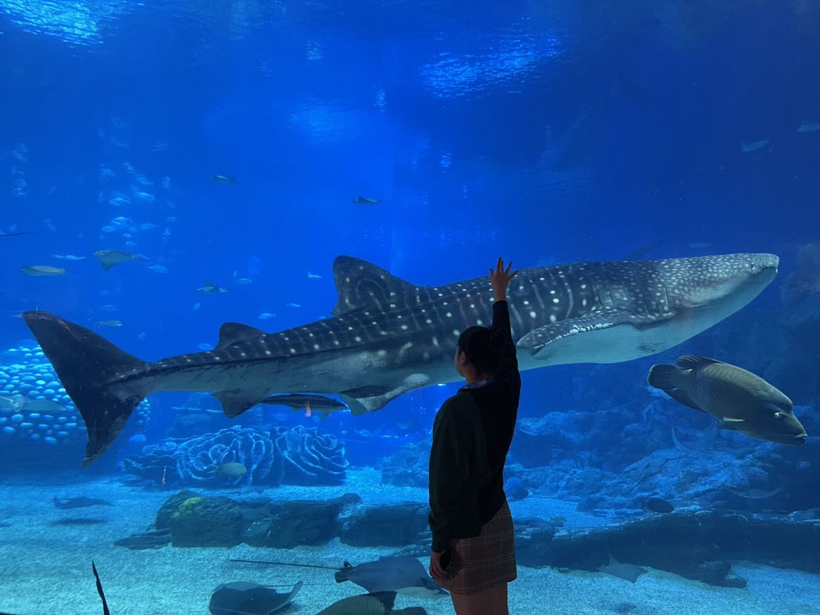 宠物嗅嗅APP | 项目信息-36氪