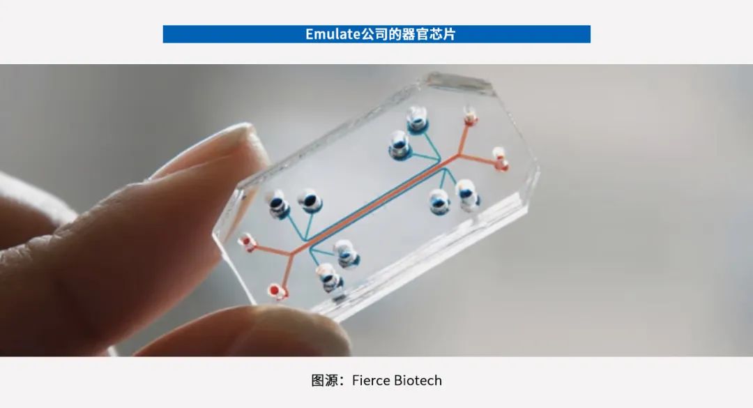 培养皿中的「微器官」，正撑起生物医药行业又一潜力赛道？-36氪