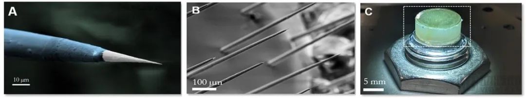 Paradromics即将启动侵入式脑机接口的首次人体临床试验，实现意念控制还会远吗？-36氪