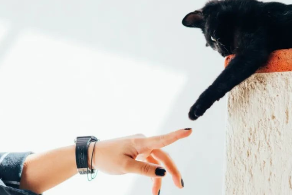 铲屎官们放假后，猫咪该何去何从?-36氪