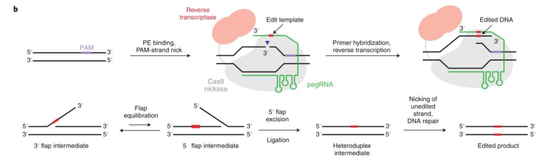 基因编辑工具迭代中的探索与机会 | 行业研究-36氪