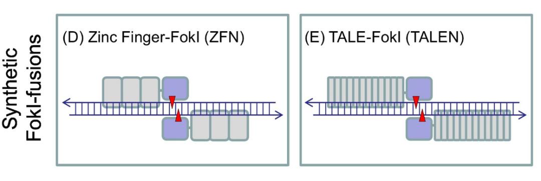 基因编辑工具迭代中的探索与机会 | 行业研究-36氪