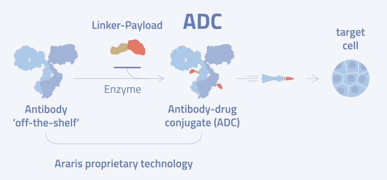 瑞士生物科技公司Araris Biotech研发新型肽连接技术，提升ADC药物药效与稳定性 | 瑞士创新100强-36氪