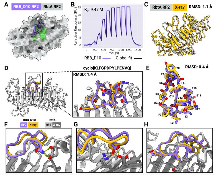 David Baker最新成果，从头设计大环肽结合物框架RFpeptides，为不可成药蛋白质提供新可能性-36氪