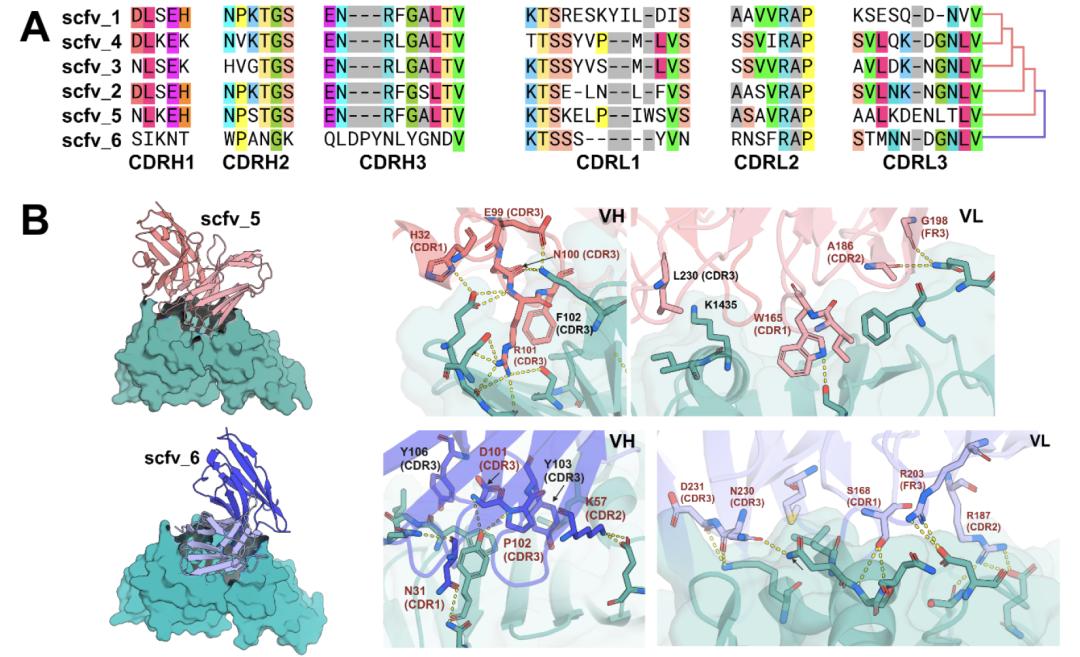 David Baker团队新成果，RFdiffusion再进化，实现原子级精度的抗体从头设计-36氪